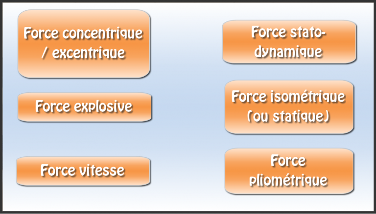 Force : indispensable pour gagner du muscle ! - ksCoaching